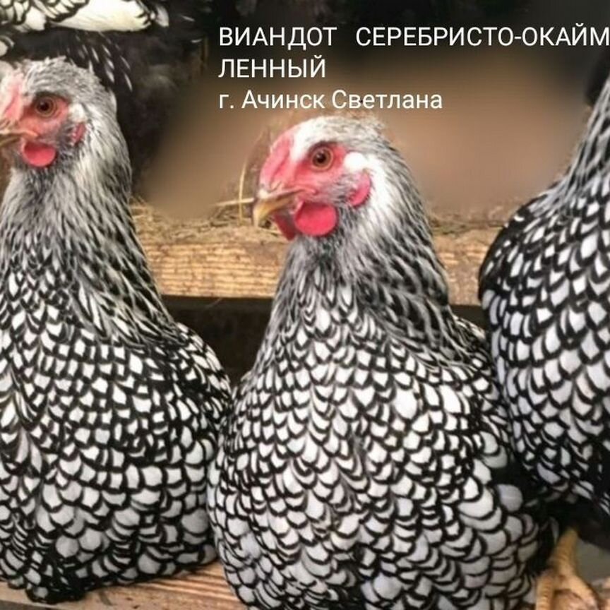 Петухи породы Виандот, домашние цветные