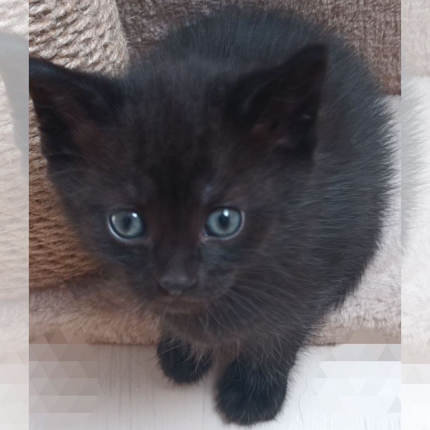 Шотландский вислоухий короткошёрстный котёнок