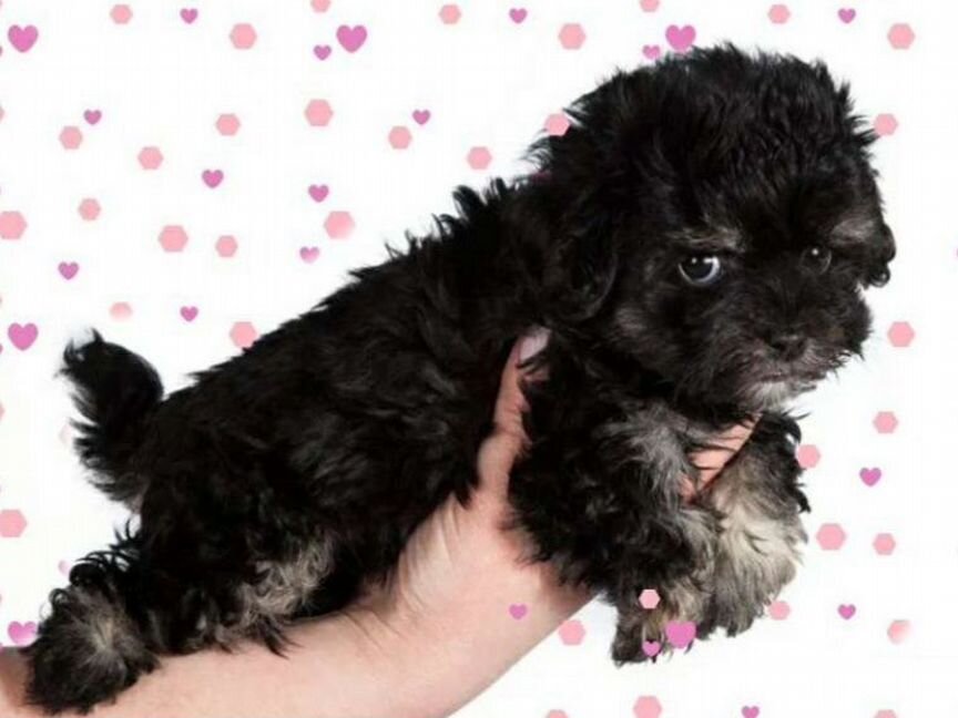 Обожульки мальтипу ф1