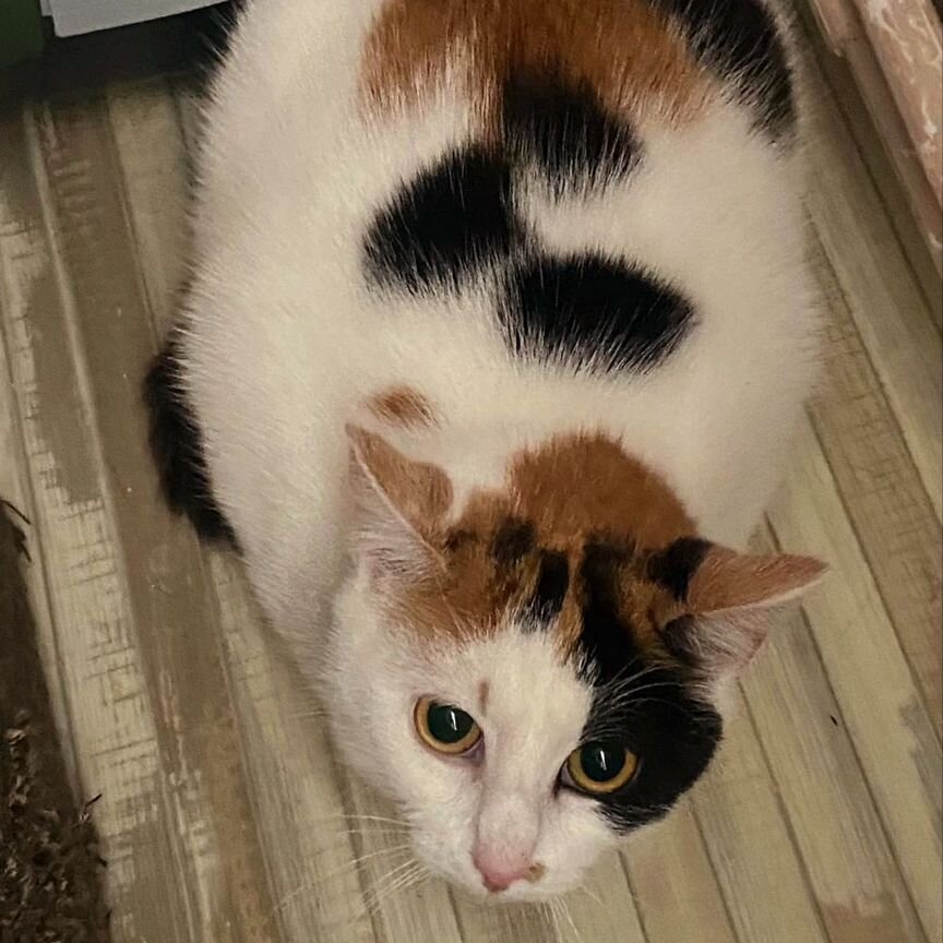Котенок Фаня