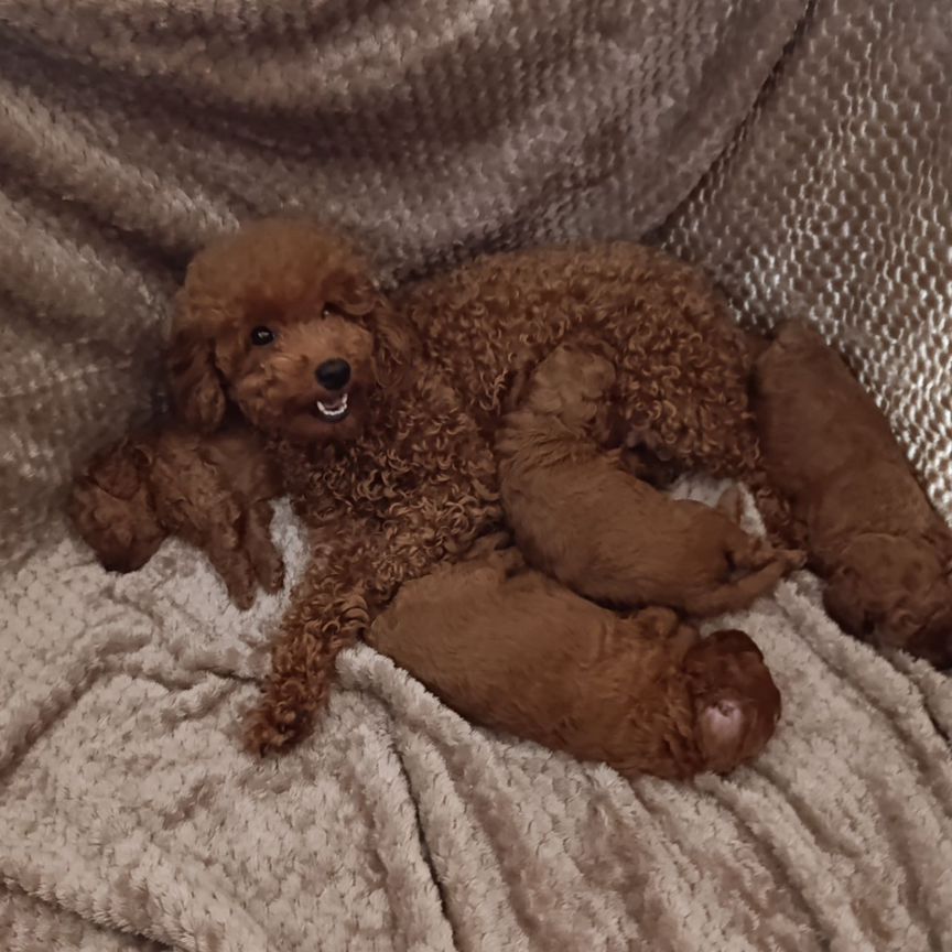 Той-пудель РКФ