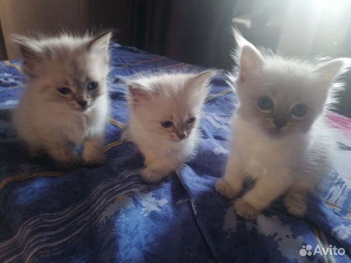 Невские маскарадные котята