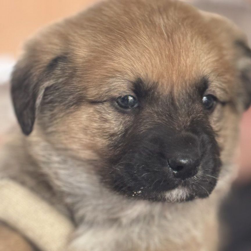 Немецкая овчарка, щенок