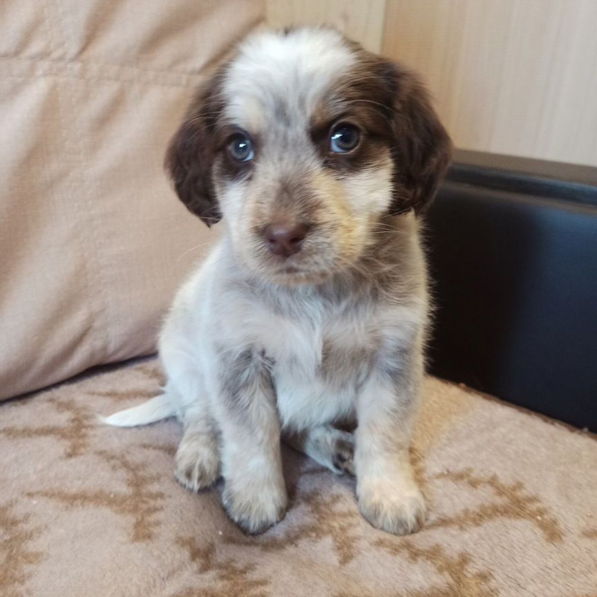 Сапаниелька