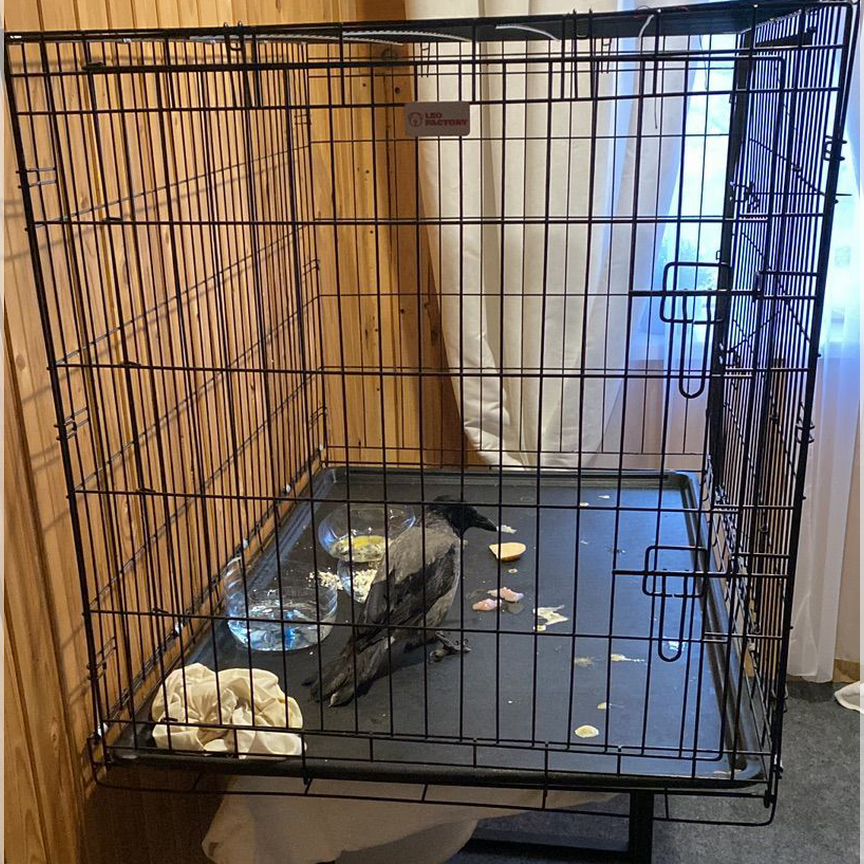 Отдам ворону с клеткой