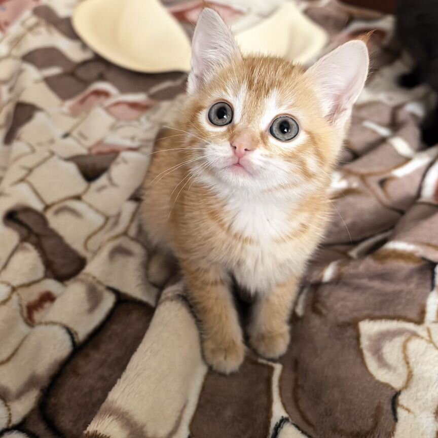 Котёнок в добрые руки