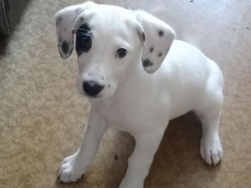 Щенок очень красивый смесь разных пород