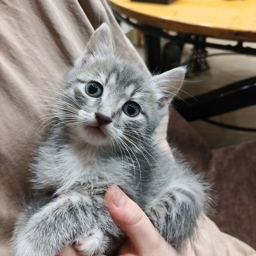 Котёнок в добрые руки