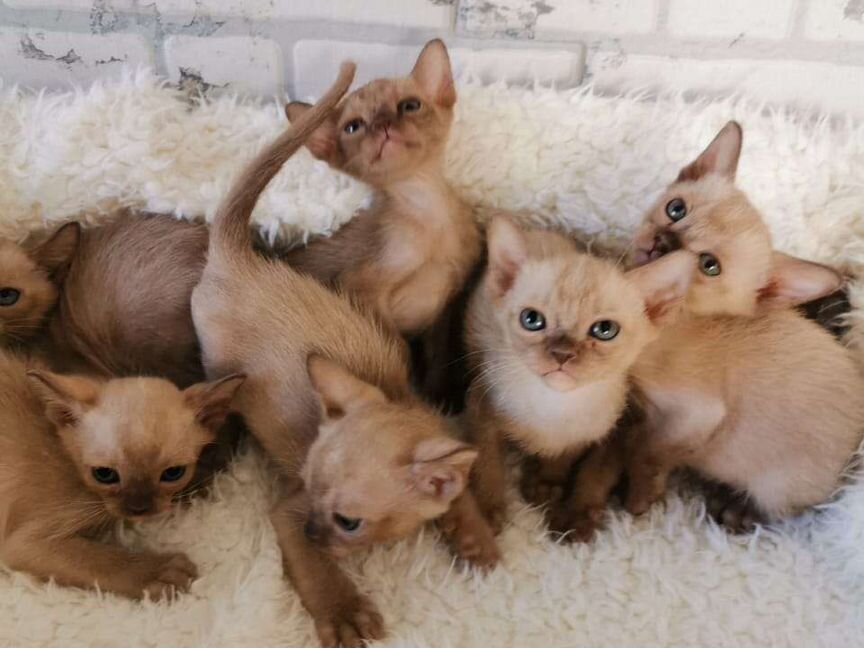 Европейская Бурма