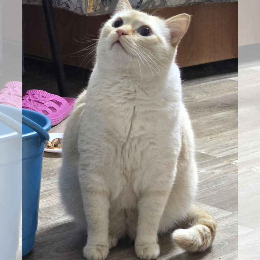 Тайский, взрослый кот