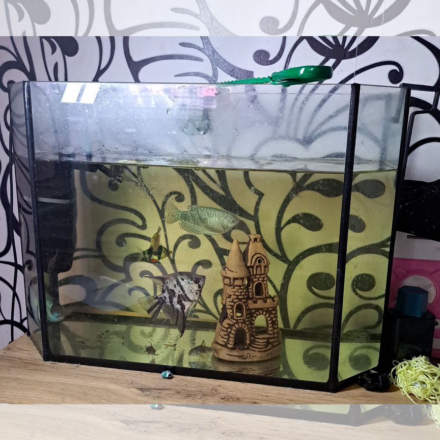 Аквариум с рыбками