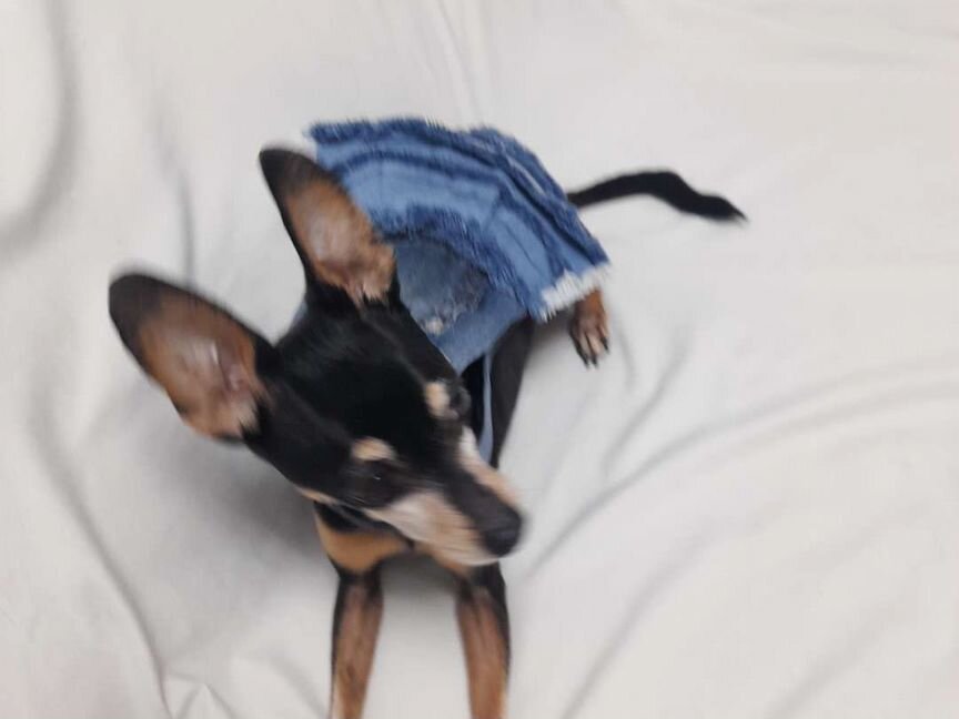 Одежда. Платье (сарафан) для маленькой собаки