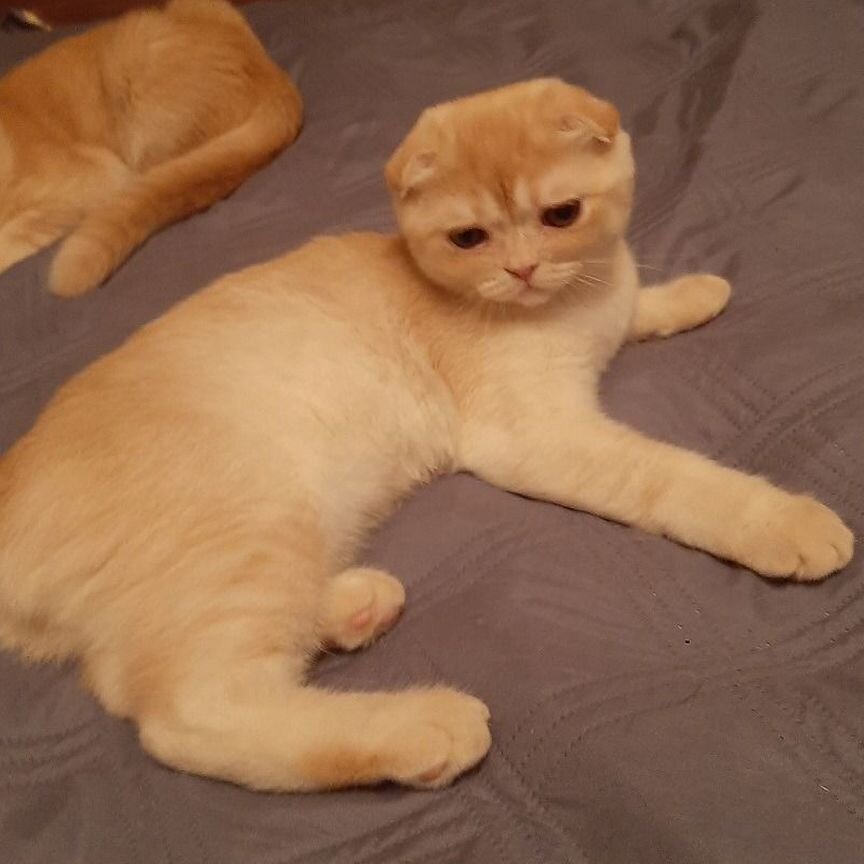 Шотландский котик