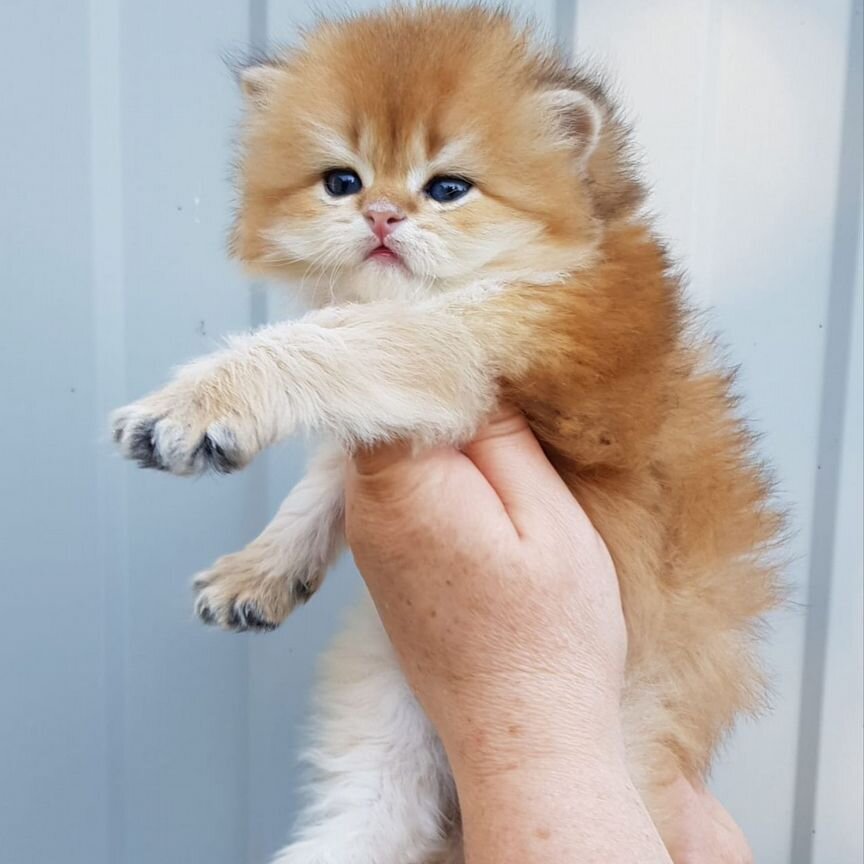 Золотая шиншилла