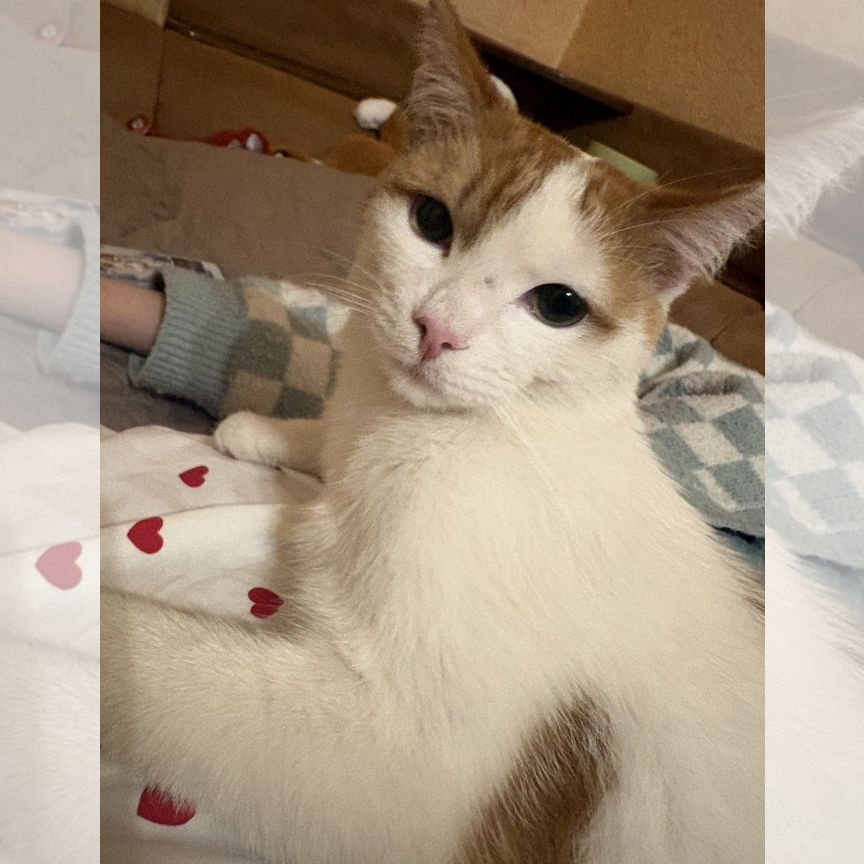 Взрослый кот в добрые руки