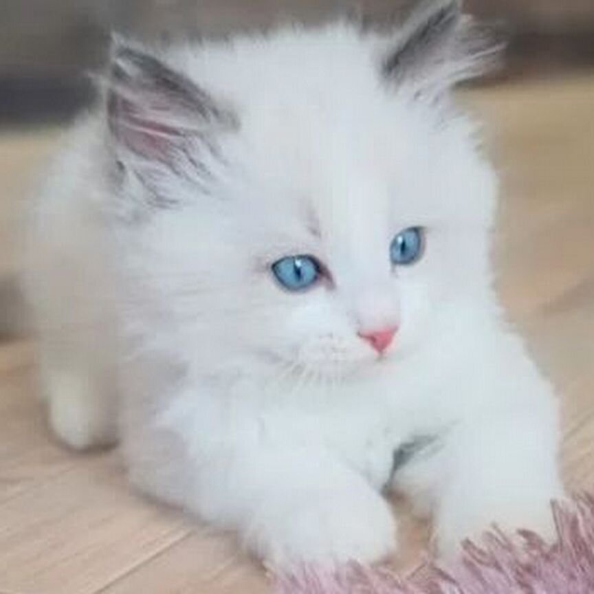 Котенок мальчик Рэгдолл