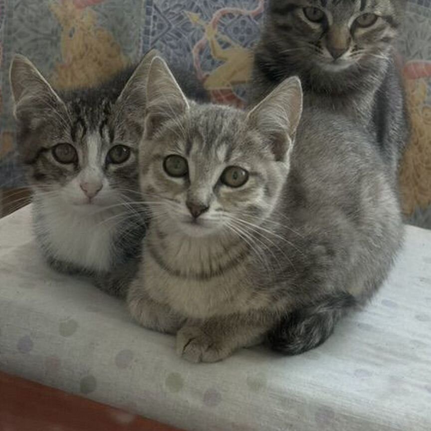 Котята в добрые руки бесплатно