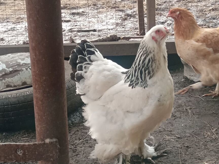 Домашняя птица куры