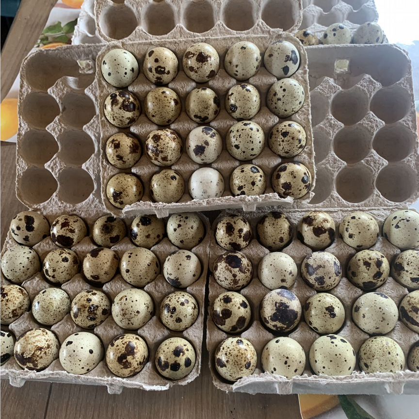 Инкубационное яйцо перепелиное