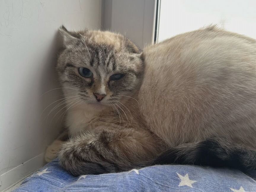 Малыш Барс, ему 7 месяцев