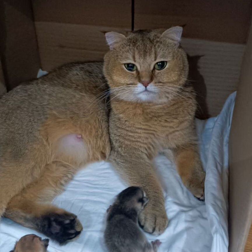 Котята золотая шиншилла