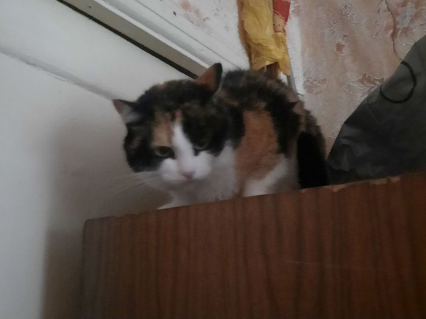 Кошка в дар бесплатно
