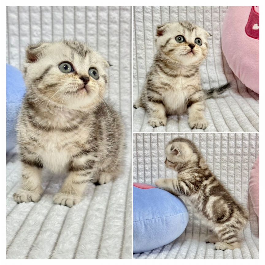 Шотландские вислоухие котята
