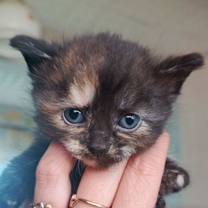 Котята отдам бесплатно
