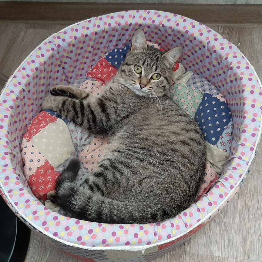 Пристраивается кошечка