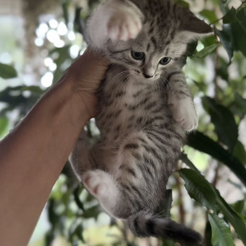 Котенок- девочка