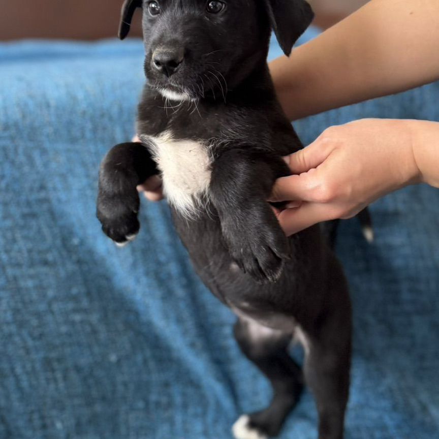 Щенок в добрые руки собака бесплатно