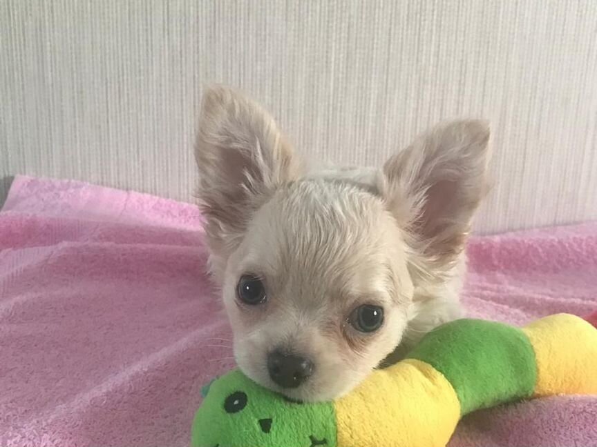 Шенок Чихуахуа мальчик