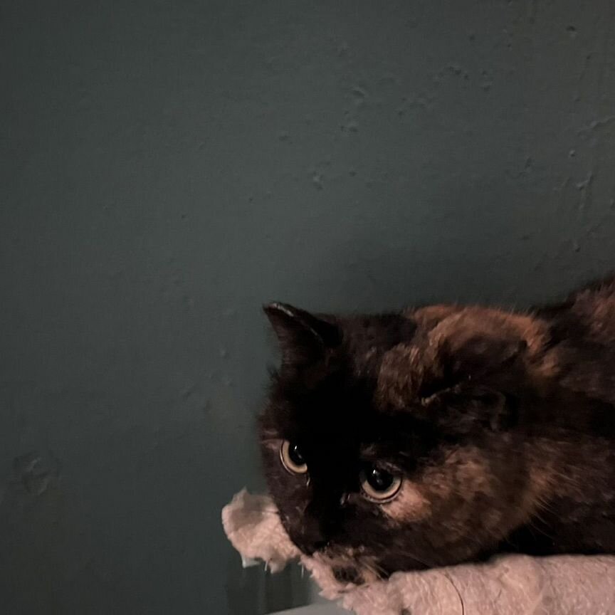 Кошка