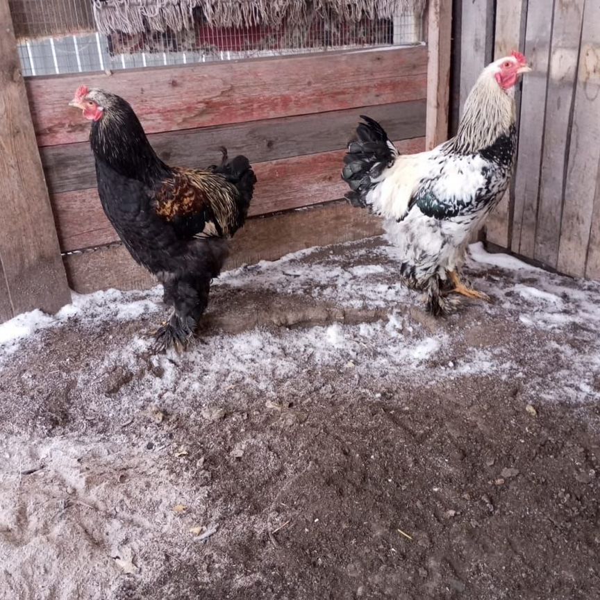 Петух брама