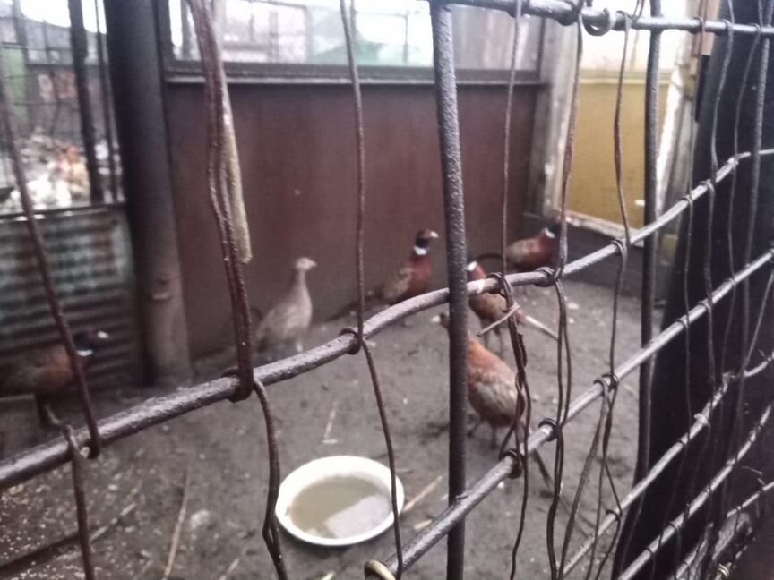 Продаются семьи Фазанов