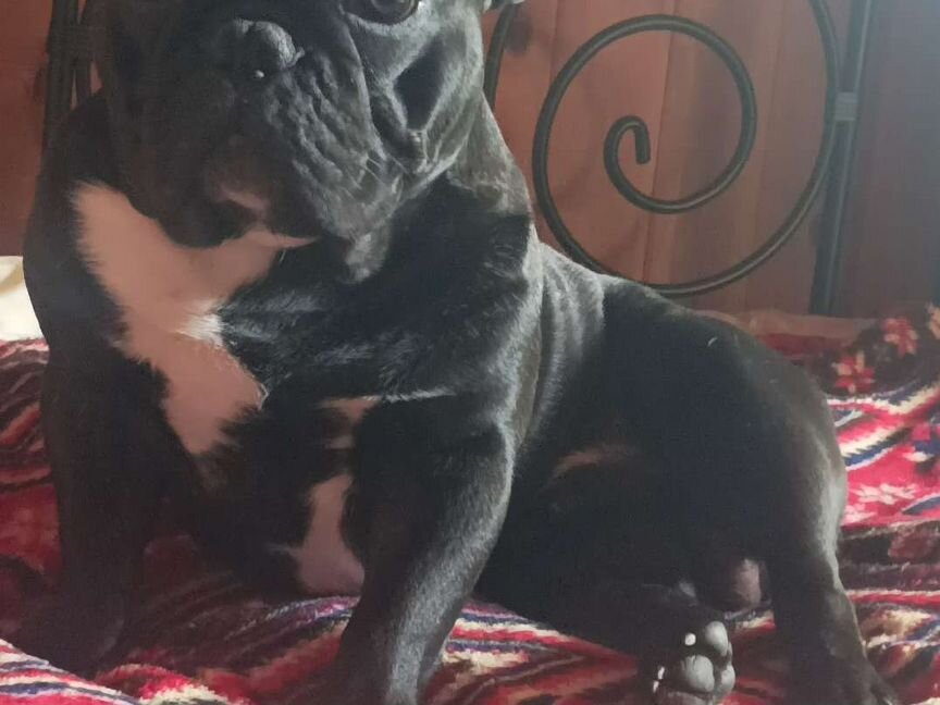 Французский бульдог кабель вязка