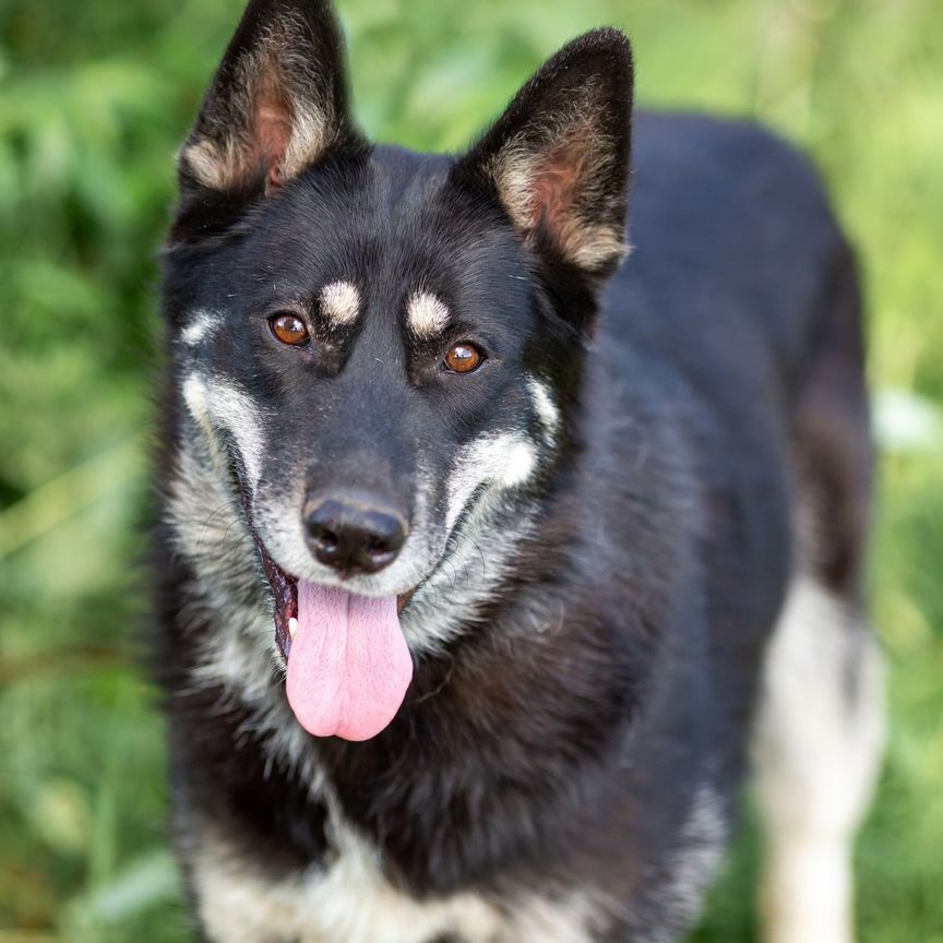 Метис овчарки в дар