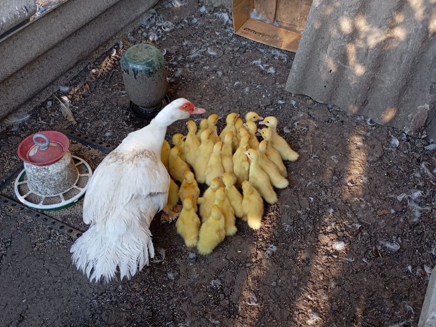 Индо утка с утятами