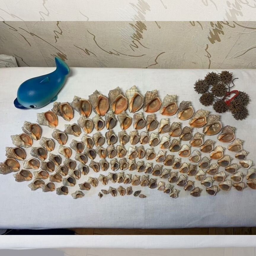 Морские ракушки для аквариума и поделок