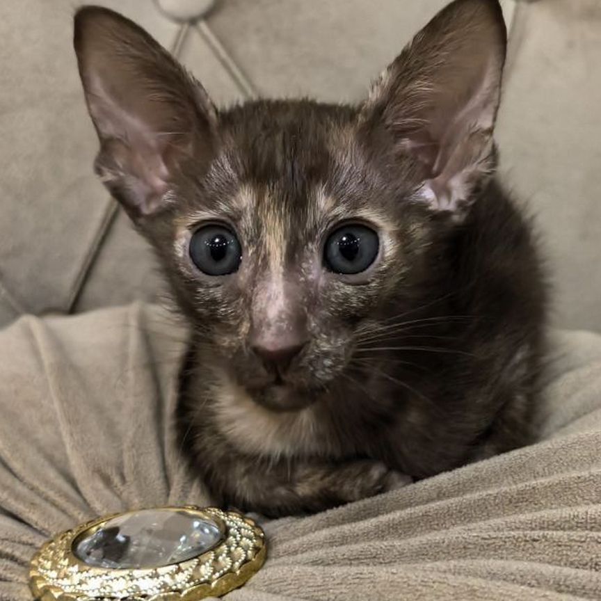 Ориентальный котёнок