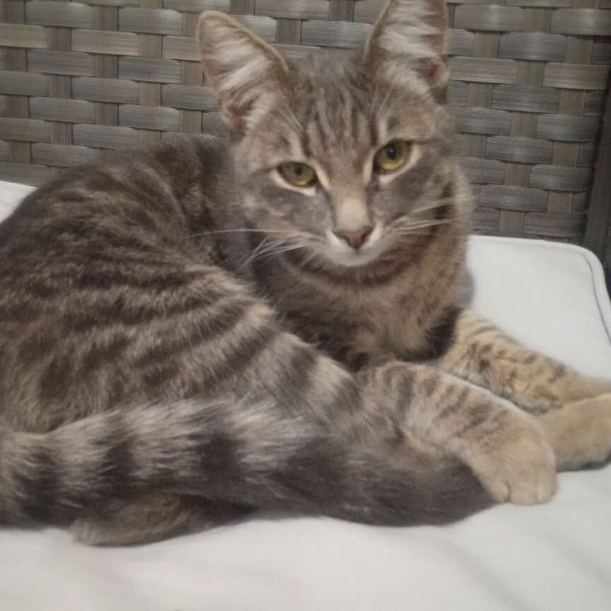 Котик в хорошие руки