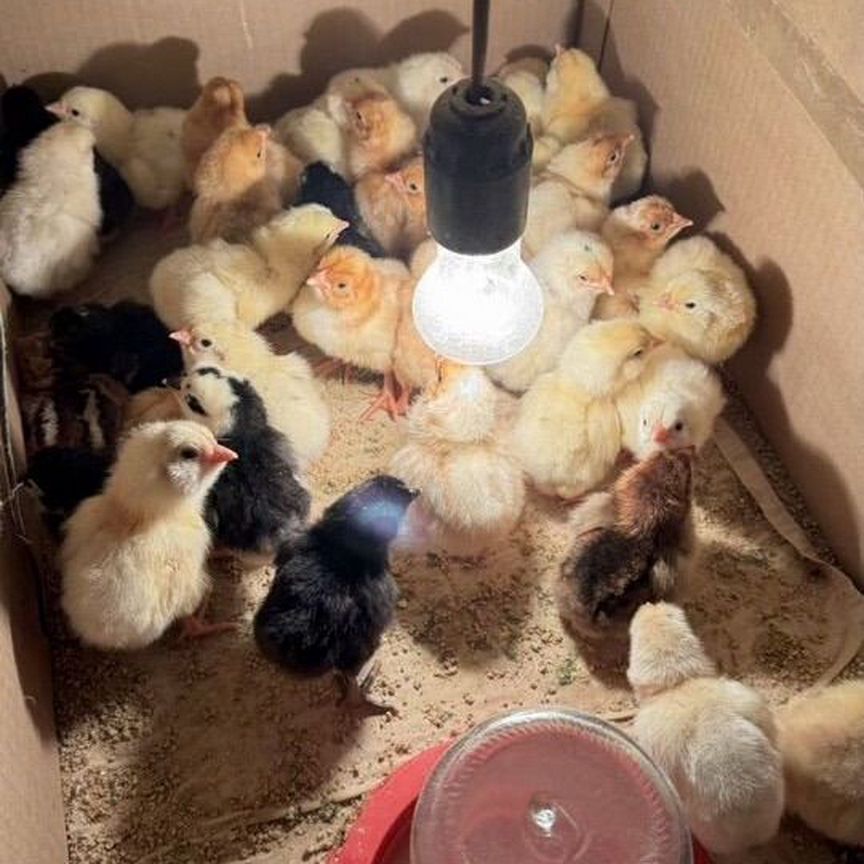 Цыплята помесь мясо-яичных пород