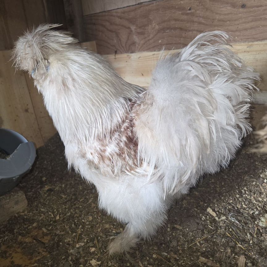 Продам петуха китайский шелковый