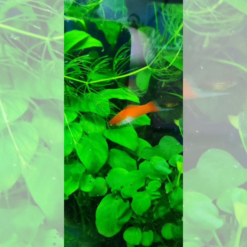 Меченосцы кои