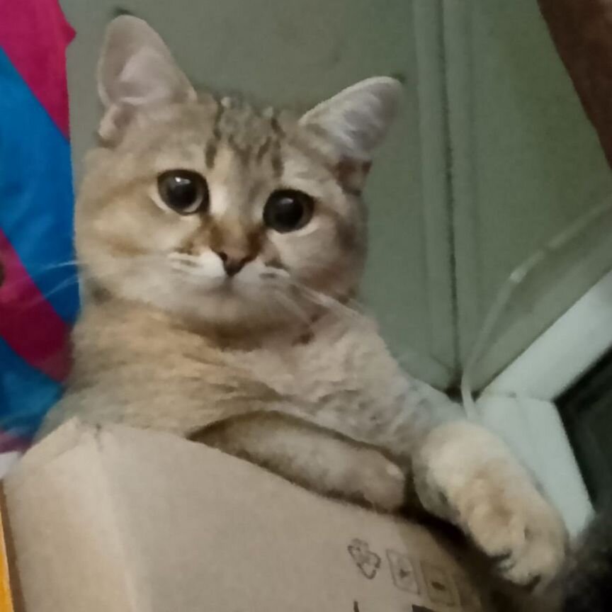 Кошечка на вязку