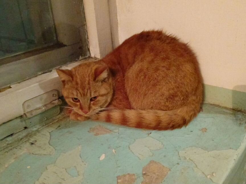 Кошка