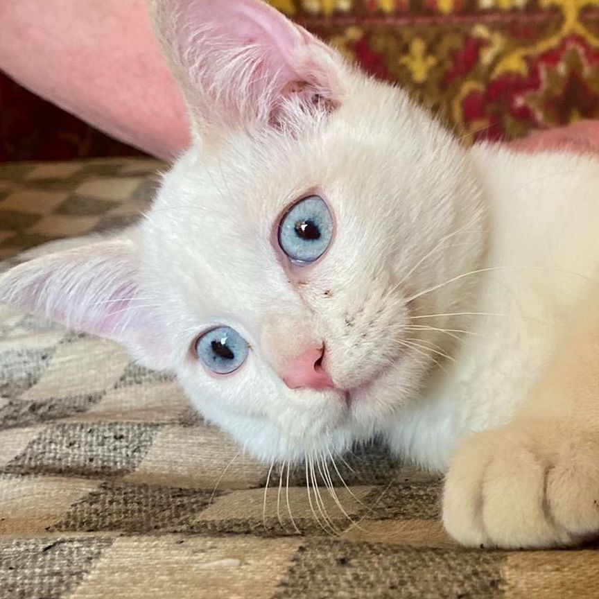 Кому самого красивого кота