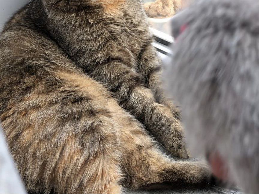 Трехцветная кошка