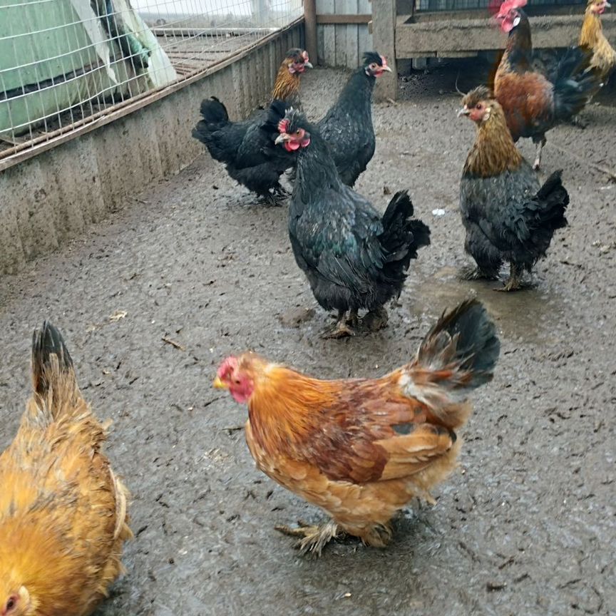 Карликовые куры бентамки