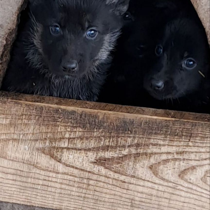 Отдам бесплатно щенков